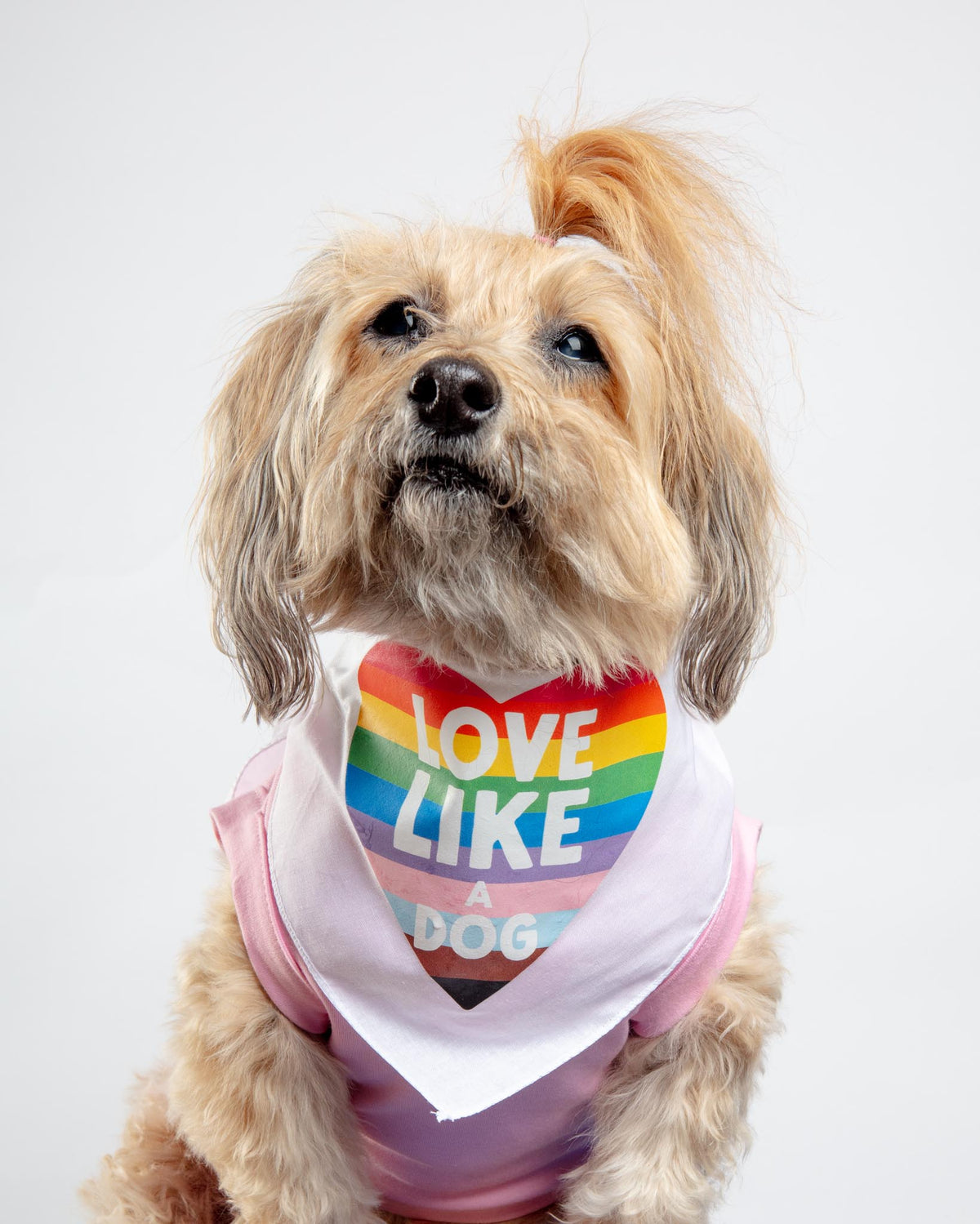 Dog pride bandana store
