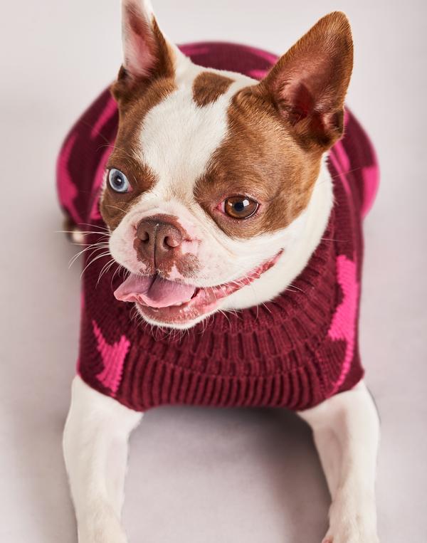 tiny wolf dog jumper