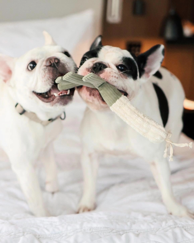 LAMBWOLF | Leek Plush Squeaky Toy for Dogs | DOG & CO.