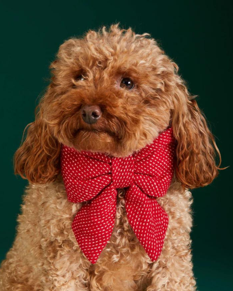THE FOGGY DOG | Black Velvet Dog Bow >br