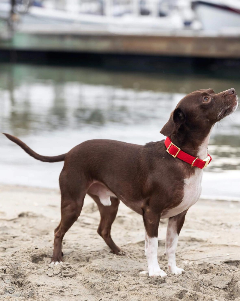 THE FOGGY DOG | Ruby Dog Collar (Made in the USA) | DOG & CO.