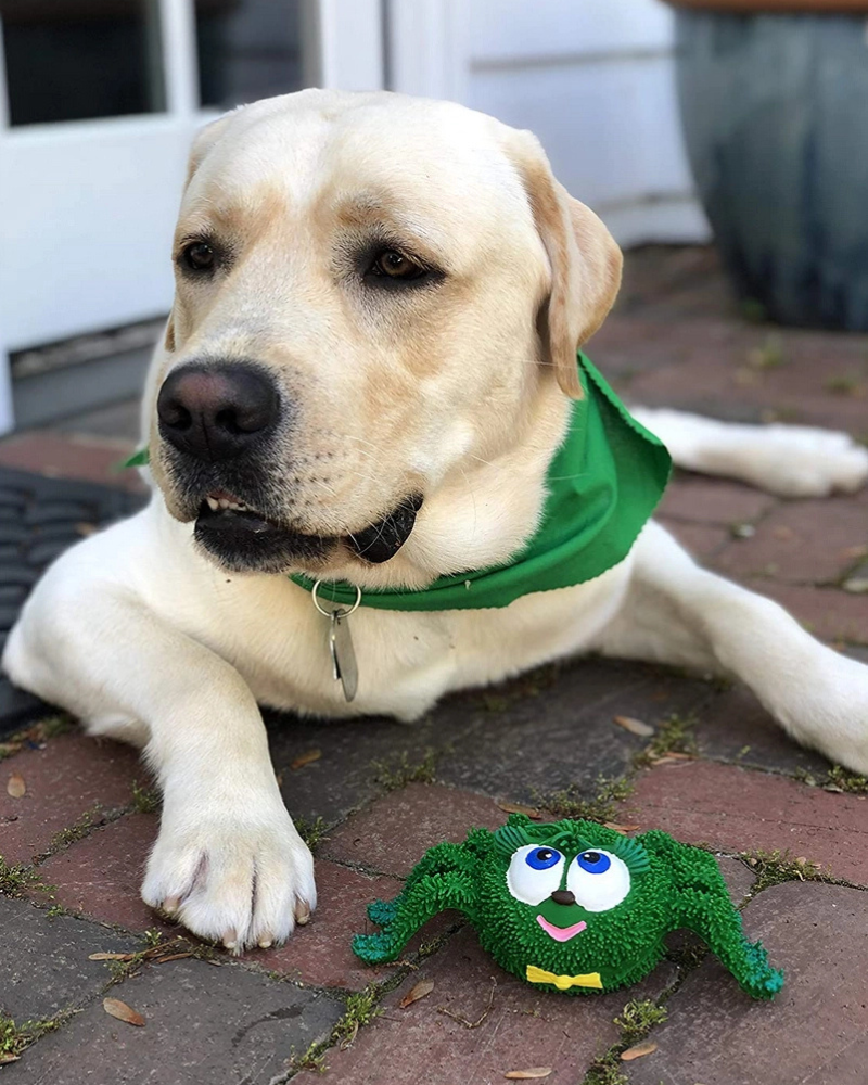 LANCO | Sensory Spider Rubber Squeaky Dog Toy | DOG & CO.