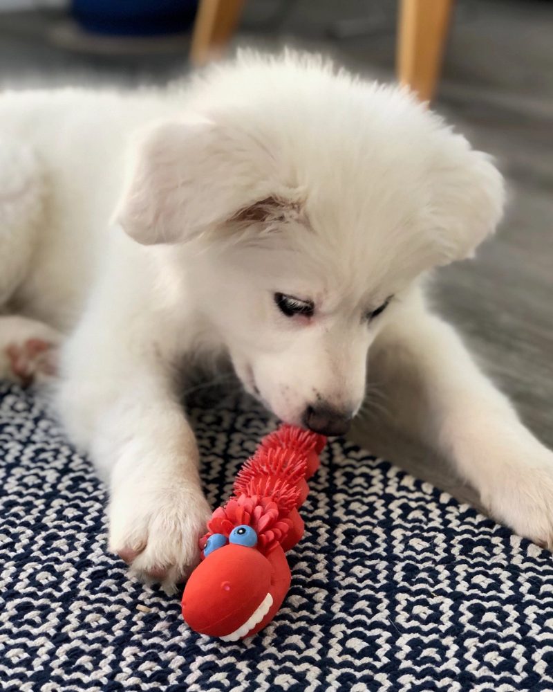 LANCO | Sensory Snake Rubber Squeaky Dog Toy | DOG & CO.