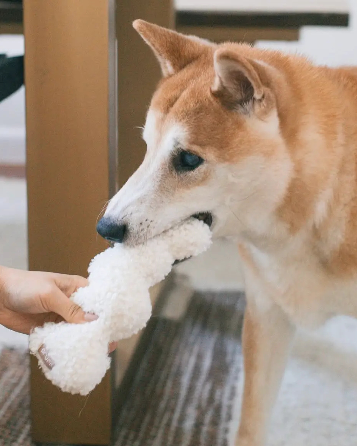 PRUFF | Squiggle Crinkle Plush Dog Toy | DOG & CO.