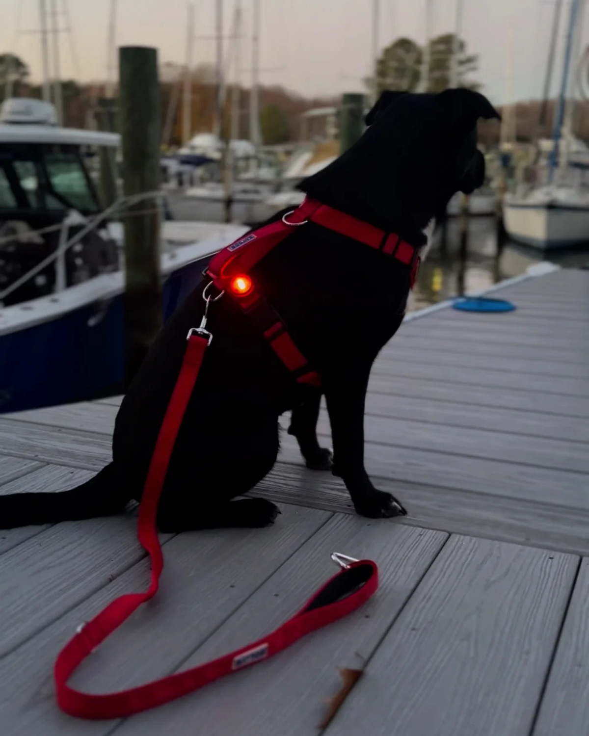 BAY DOG | Firefly Dog LED Safety Light | DOG & CO.