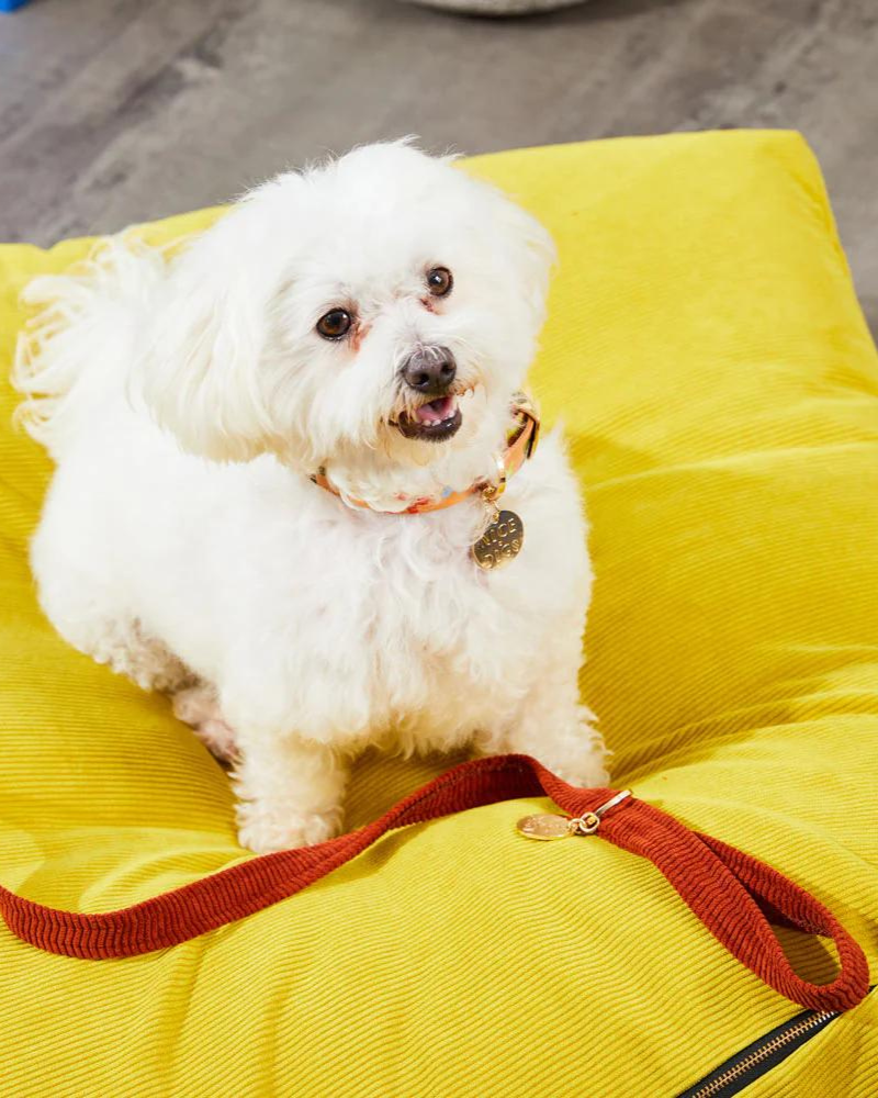 NICE DIGS | Cord Dog Harness in Rust | DOG & CO.