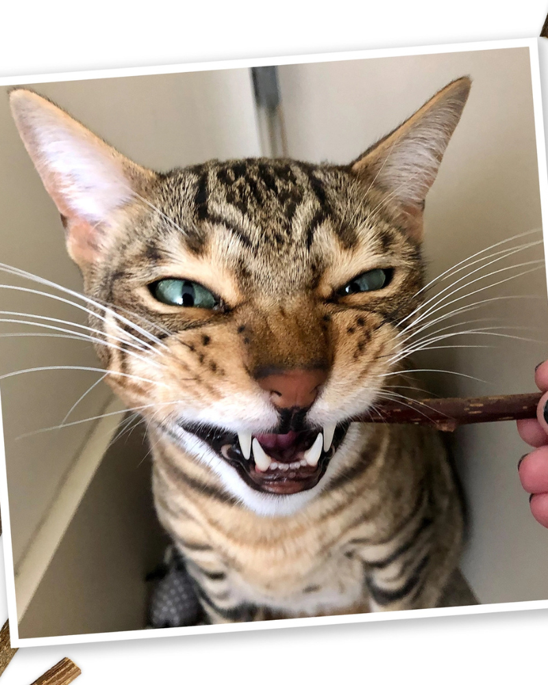 MEOWIJUANA | Silvervine Cat Sticks | DOG & CO.