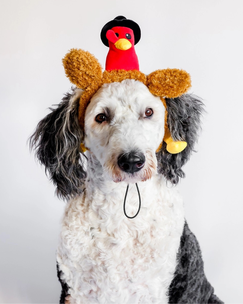 MIDLEE DESIGNS | Mr Turkey Thankgiving Headband for Dogs | DOG & CO.