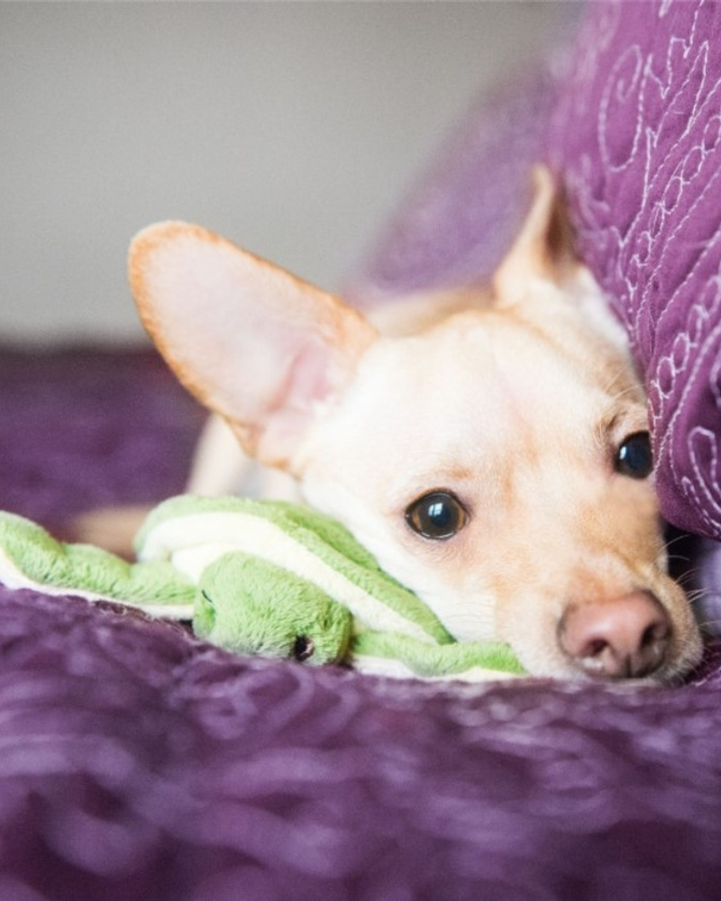 FLUFF & TUFF | Shelly Turtle Squeaky Dog Plush Toy | DOG & CO.