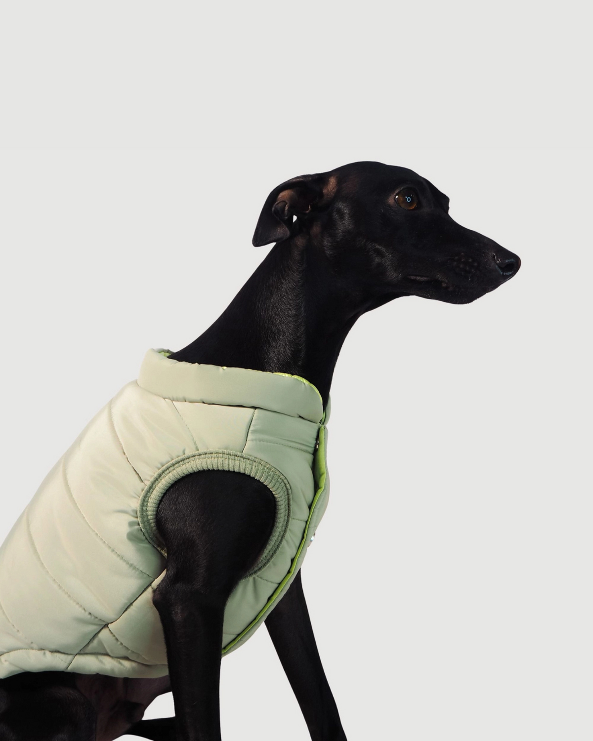 PUPS & BUBS | Explorer Dog Puffer Vest | DOG & CO.
