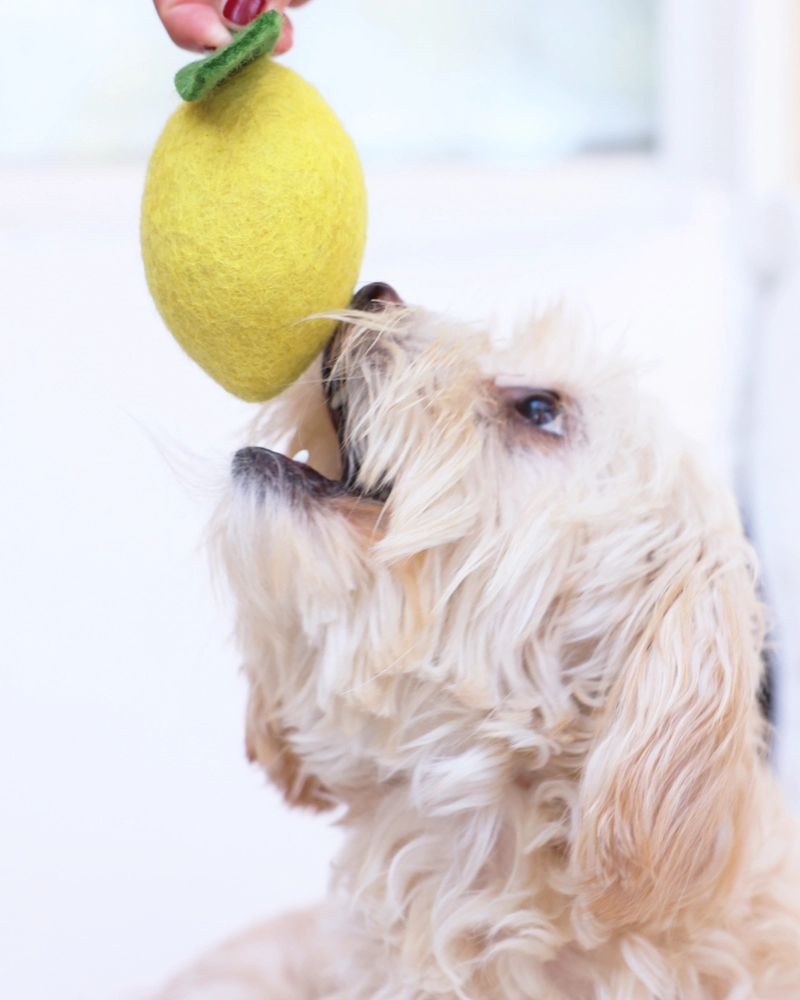 MODERN BEAST | Wool Lemon Dog Toy | DOG & CO.