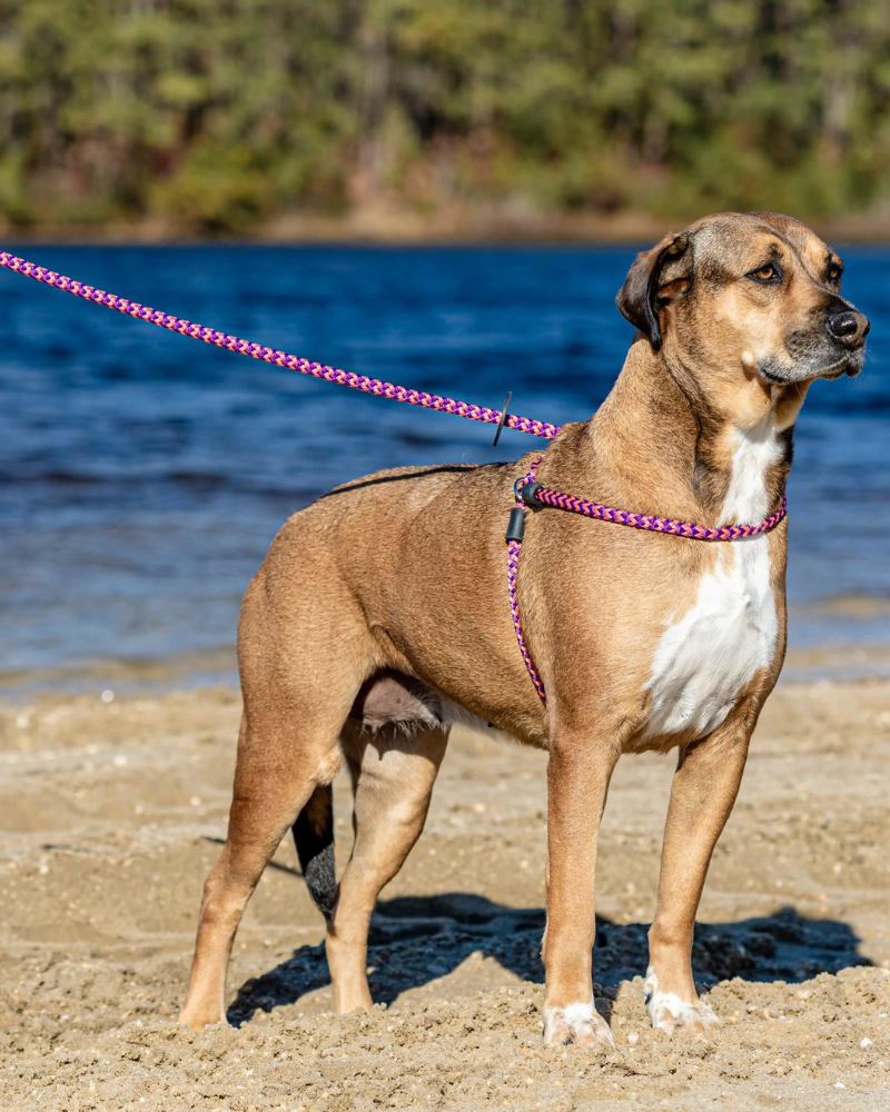 HARNESS LEAD | Non-Pull Escape Resistant Harness Lead (Made in the USA ...