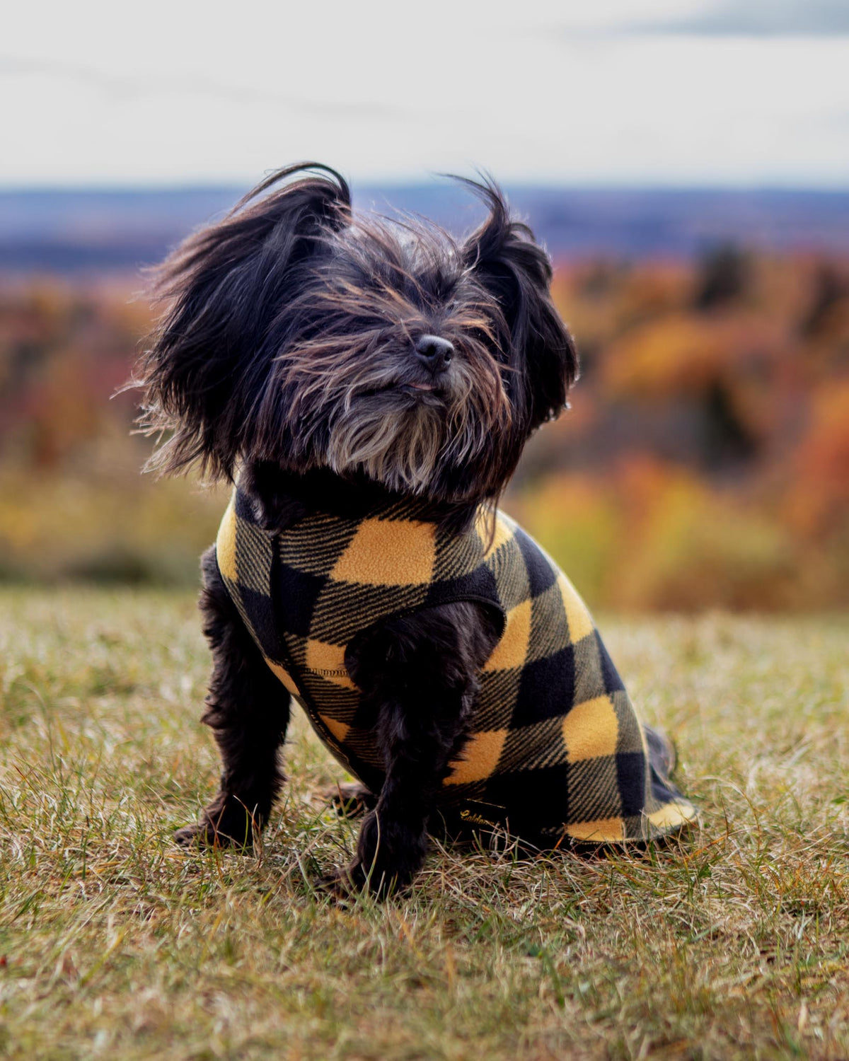 GOLD PAW | Stretch Fleece Pullover in Yellow Buffalo Plaid | DOG & CO.