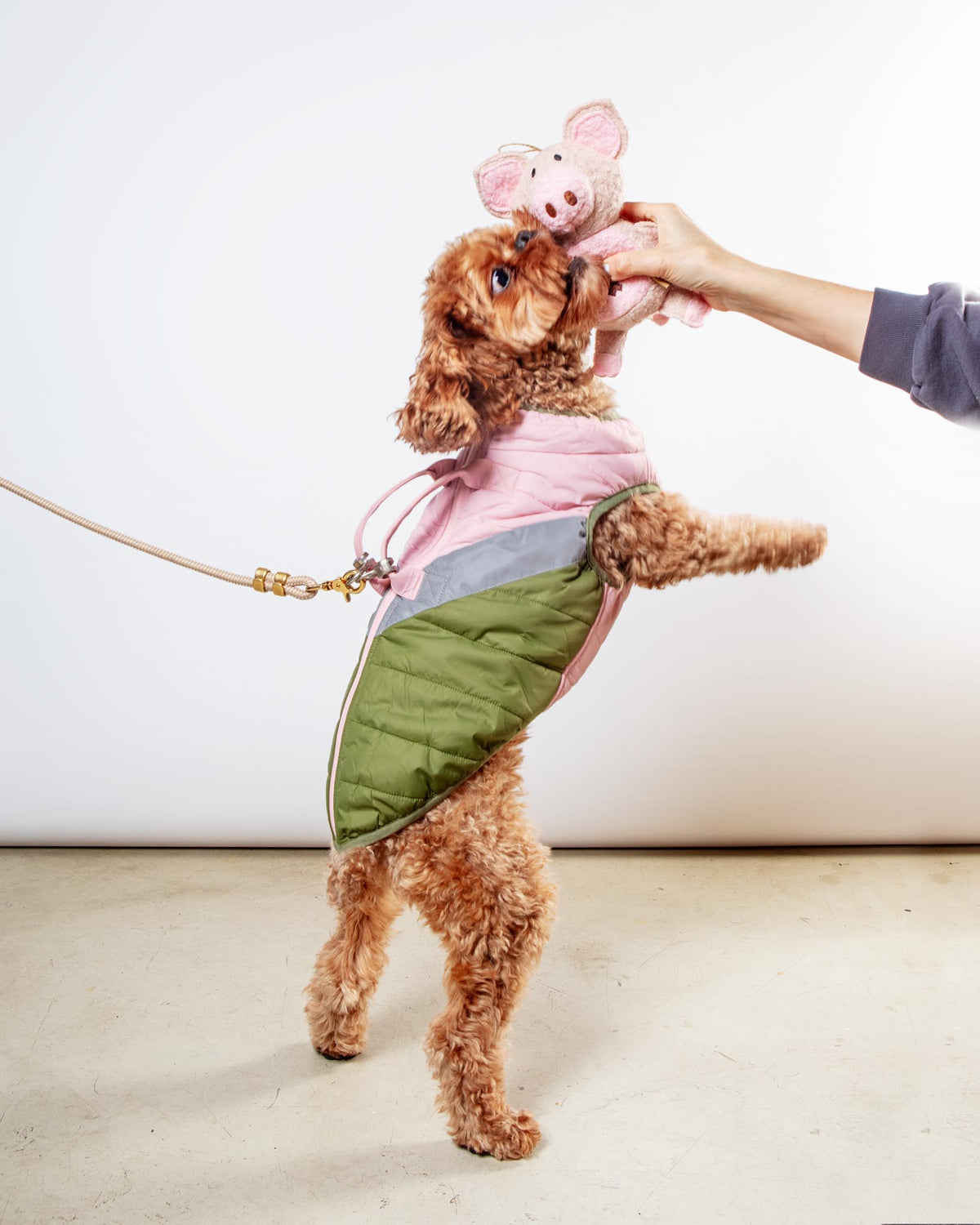 SPUNKY PUP | Pig Woolie Squeaky Dog Toy | DOG & CO.