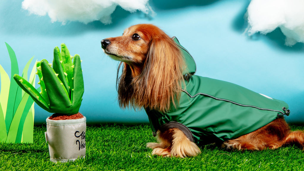 DOG & CO. | Quality Pet Products, In-Store & Online