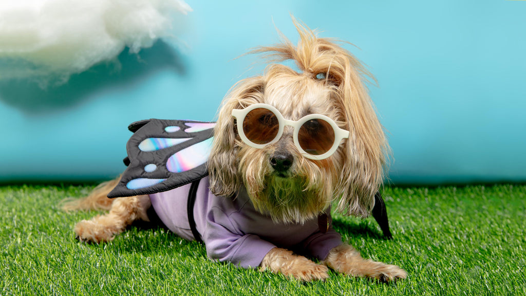 DOG & CO. | Quality Pet Products, In-Store & Online