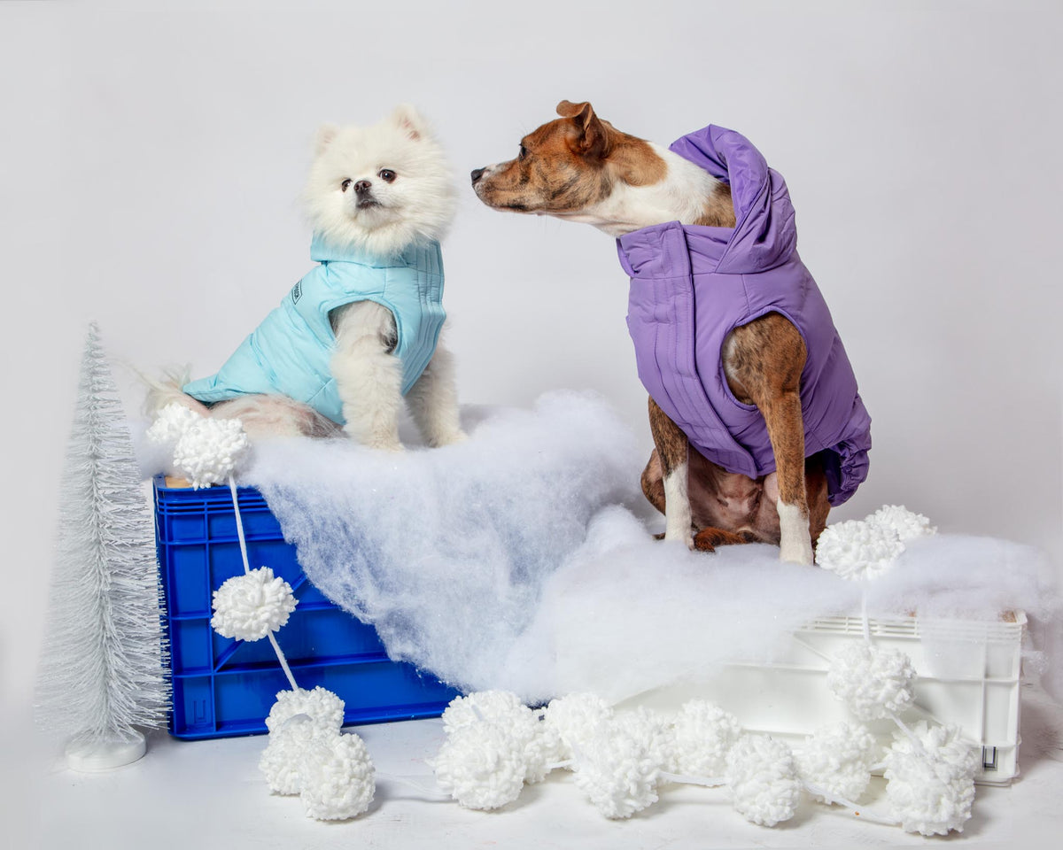 CANADA POOCH | Insulated Waterproof Dog Puffer | DOG & CO.