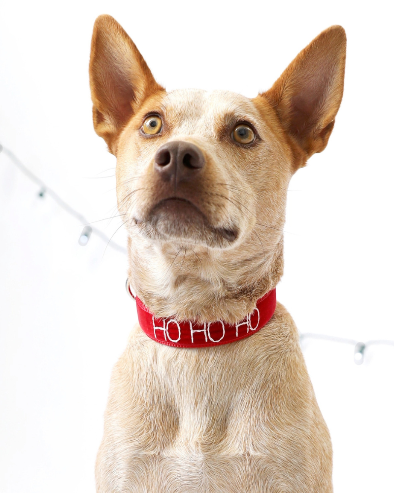 COLLARS | DOG & CO.