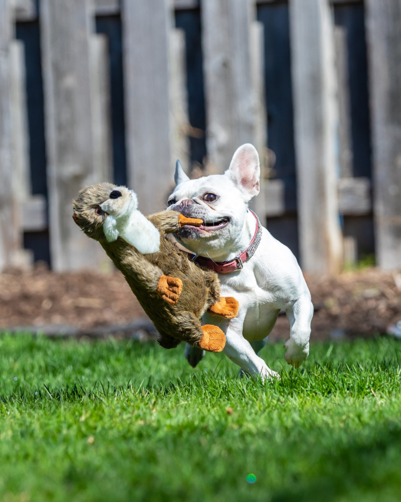 FLUFF & TUFF | Harry the Otter Squeaky Plush Dog Toy | DOG & CO.