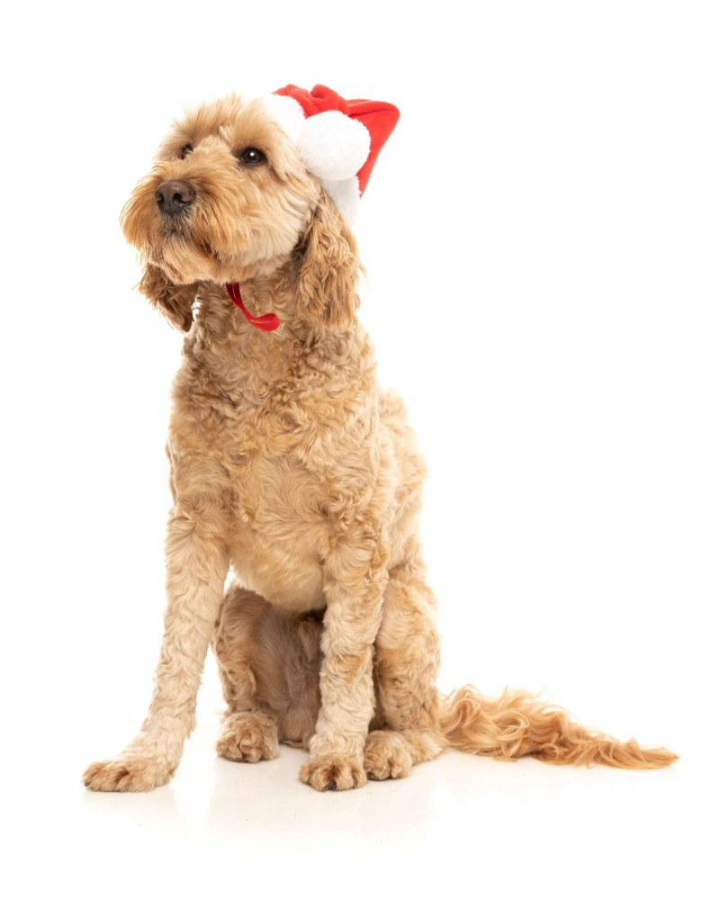 FUZZYARD | Santa Paws Adjustable Hat | DOG & CO.