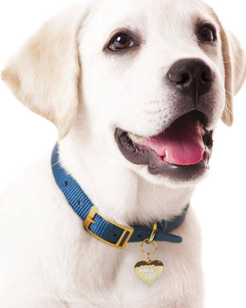 BOLDFACED GOODS | Good Boy Pet Tag | DOG & CO.