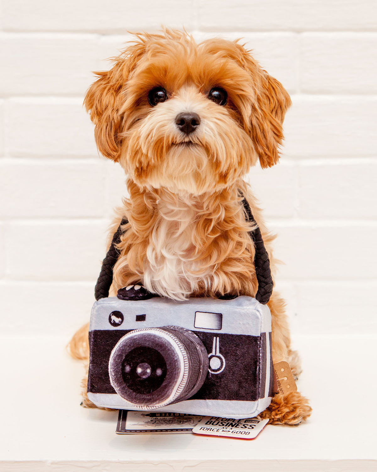 P.L.A.Y. | Lens Licker Camera Toy | DOG & CO.