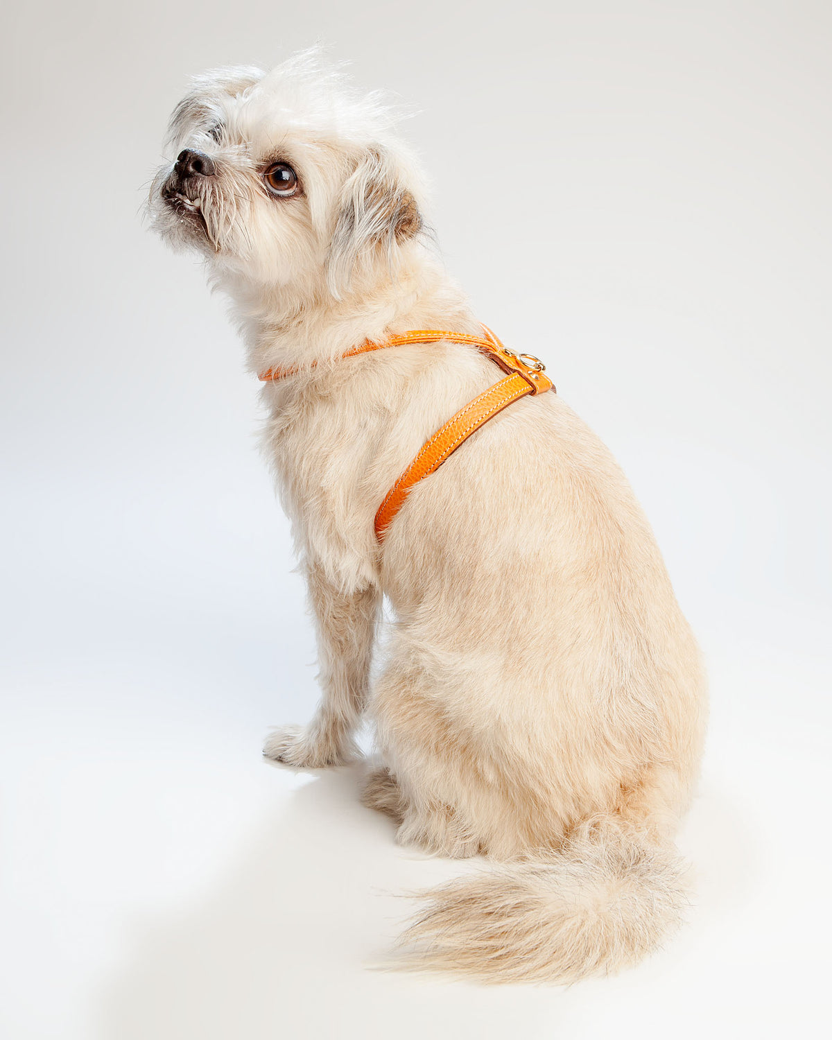 LA CINOPELCA | Italian Leather Harness in Orange | DOG & CO.