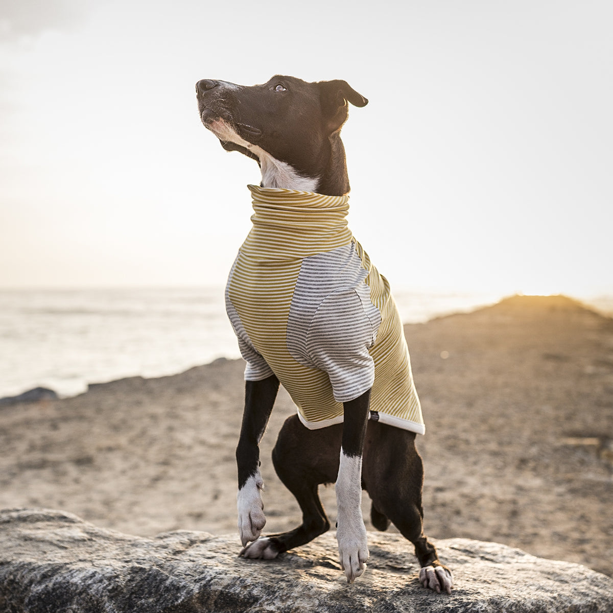 LONG DOG CLOTHING | The Early Bird | DOG & CO.