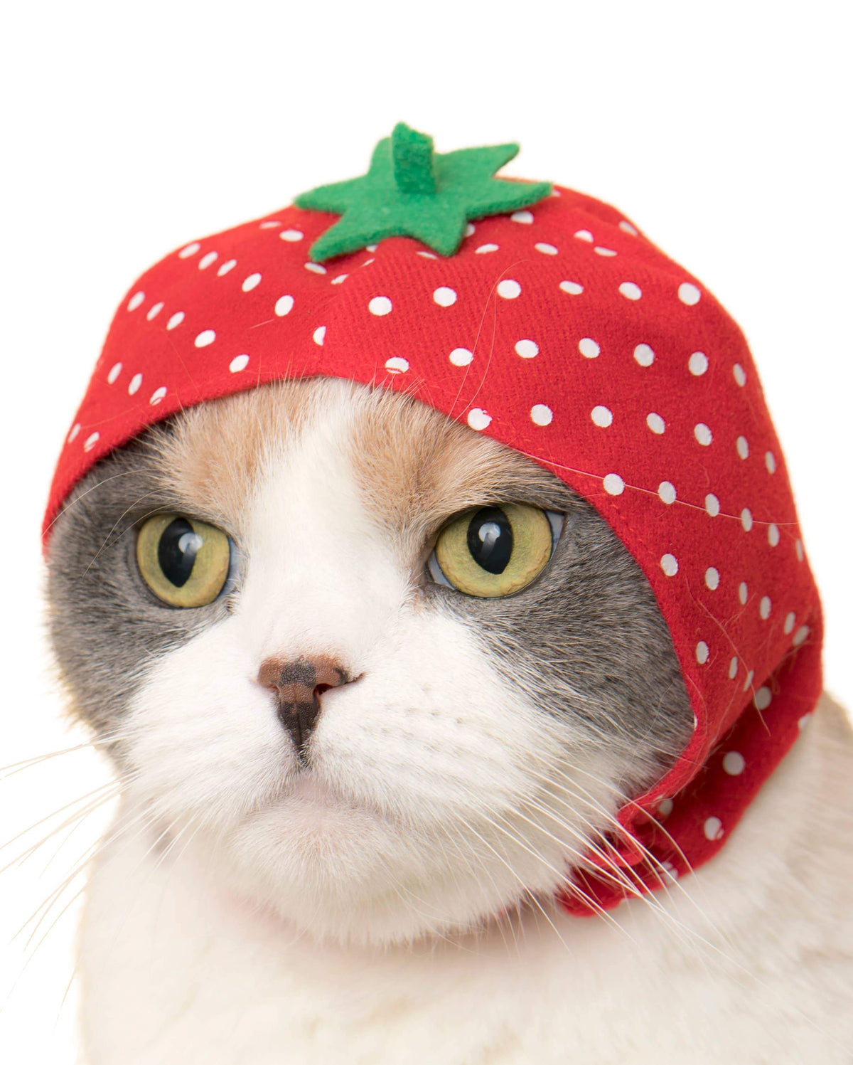 KITAN CLUB | Japanese Cat Hat - Fruit (Surprise Box) | DOG & CO.